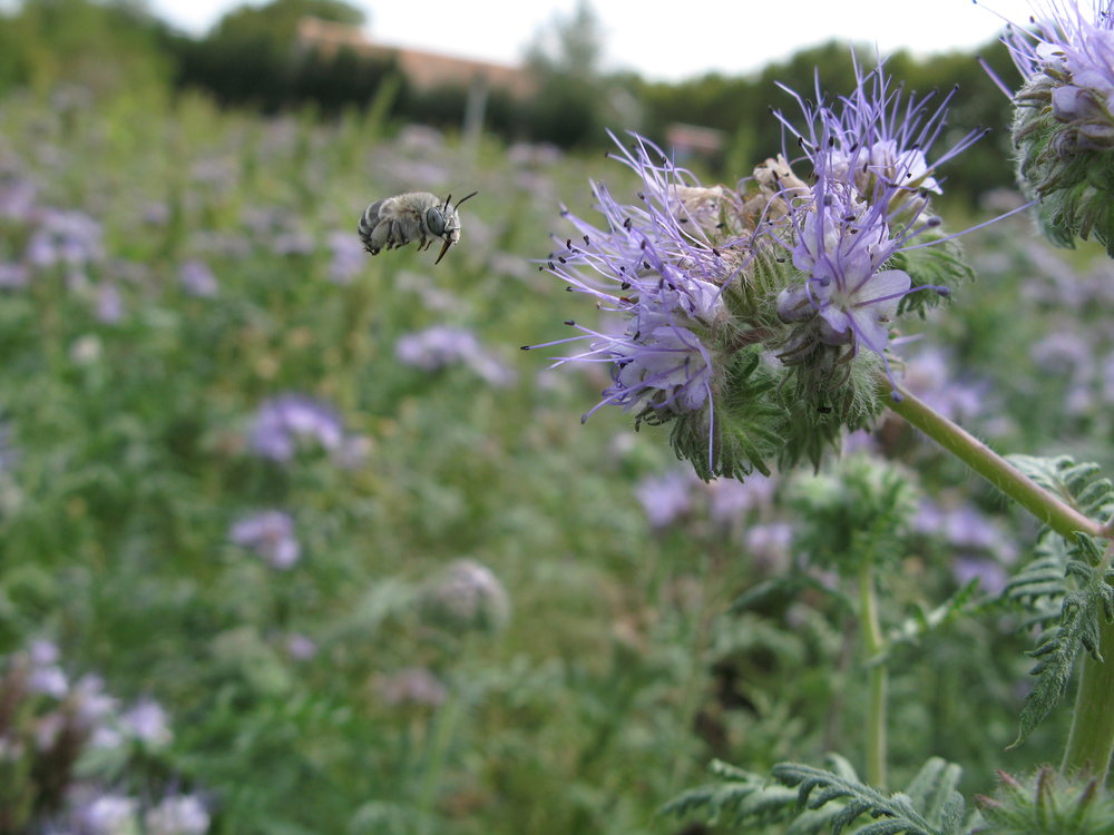 OSez l'AgroÉcologie : Une plus grande abondance et diversité des ...